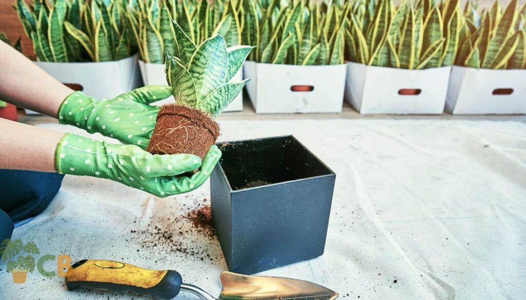 How To Propagate Snake Plant And Share With Friends: FAQs Included