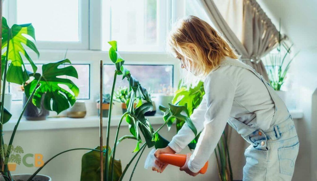 Houseplant Happiness! A Guide On How To Clean Plant Leaves Effectively.