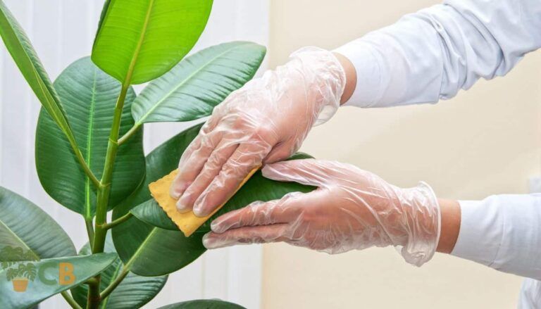 Houseplant Happiness! A Guide On How To Clean Plant Leaves Effectively.