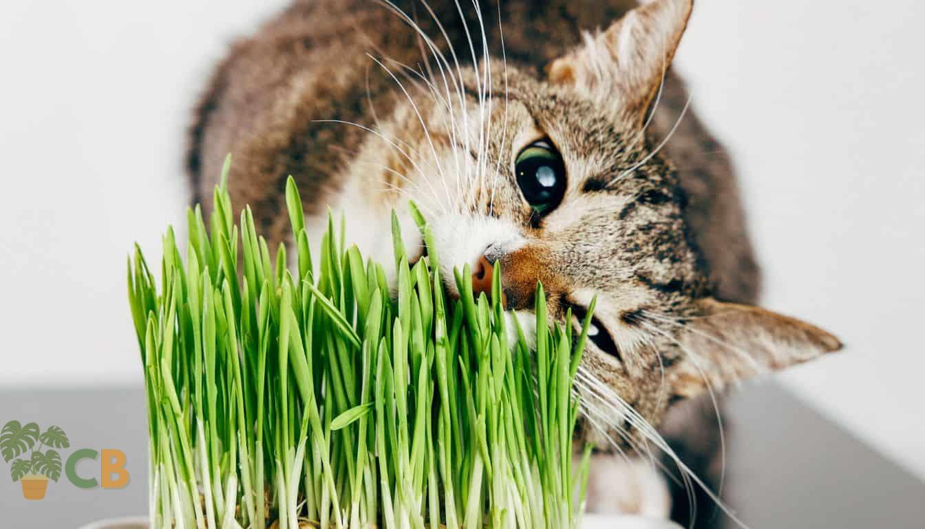 How To Keep Cats From Eating Plants: 6 Proven Methods