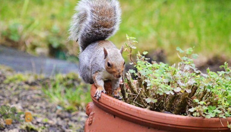 How To Keep Squirrels Out Of Potted Plants And Flower Pots Effectively