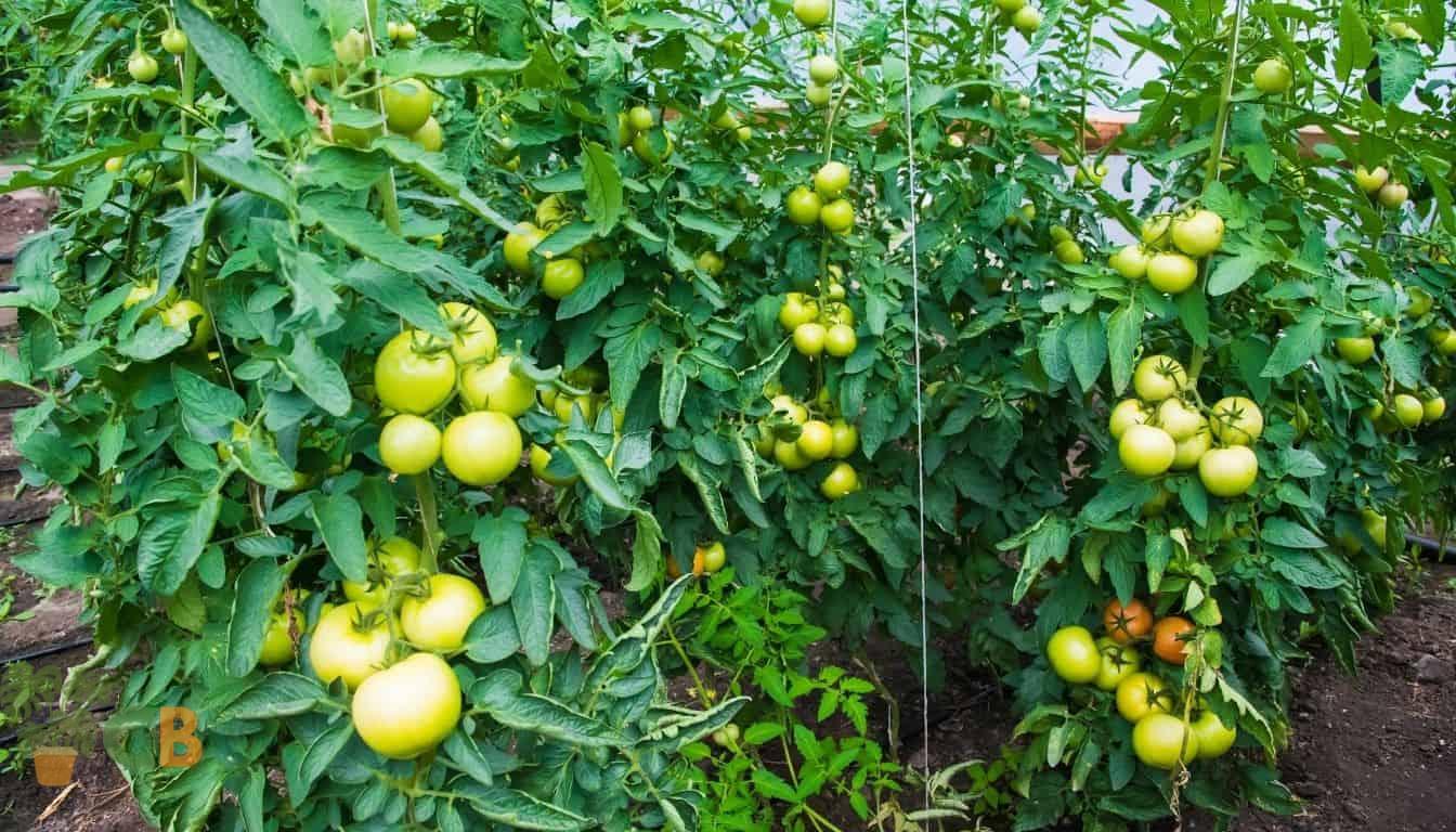 Are Coffee Grounds Good For Tomato Plants? A Comprehensive Guide