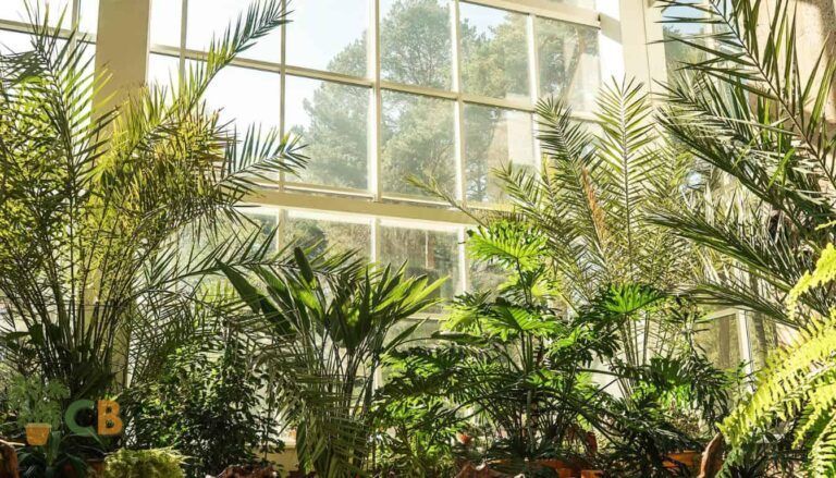6 Best Indoor Oxygen Plants For A Healthier Home