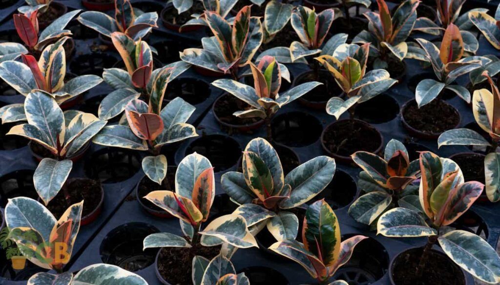How To Propagate Rubber Plant Successfully: My Top Rubber Tree Tips