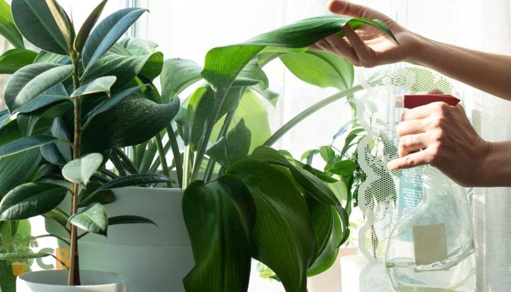 How To Water Hanging Plants? Easy Watering And Maintenance Tips