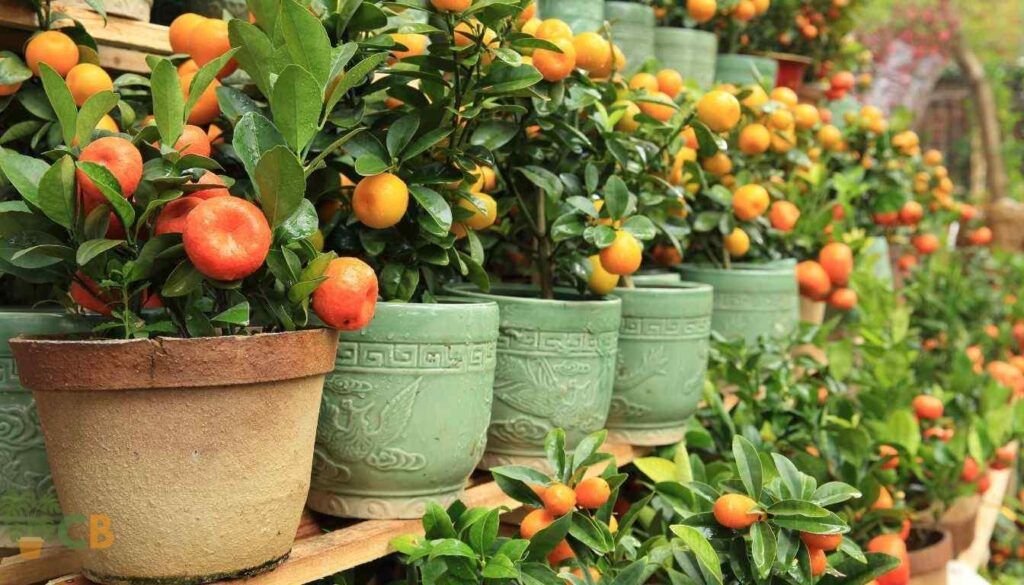 How To Grow Patio-Friendly Citrus Trees: Tips For Success