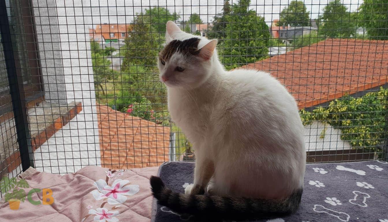 How To Cat-Proof A Balcony In 5 Easy Steps