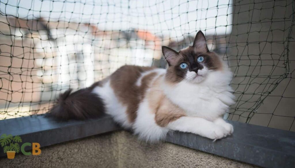 How To Cat-Proof A Balcony In 5 Easy Steps