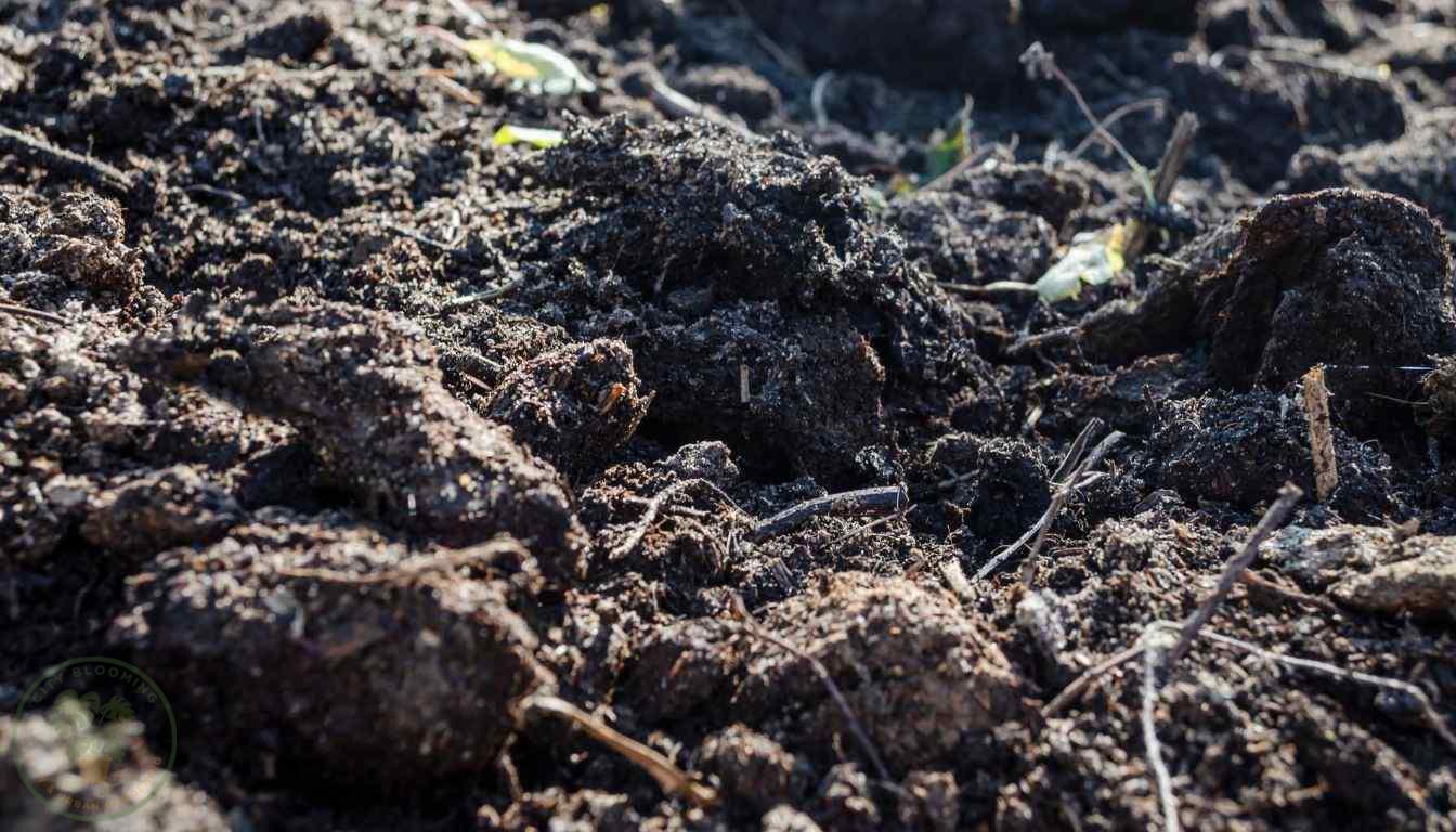 How To Get Rid Of Mold In Plant Soil - Expert Guide