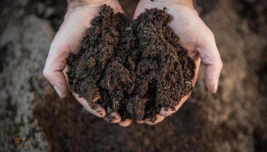 How To Get Rid Of Mold In Plant Soil - Expert Guide