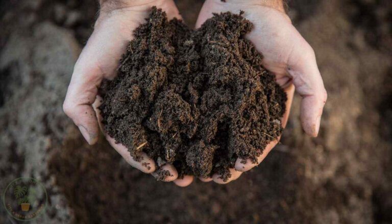 How To Get Rid Of Mold In Plant Soil - Expert Guide