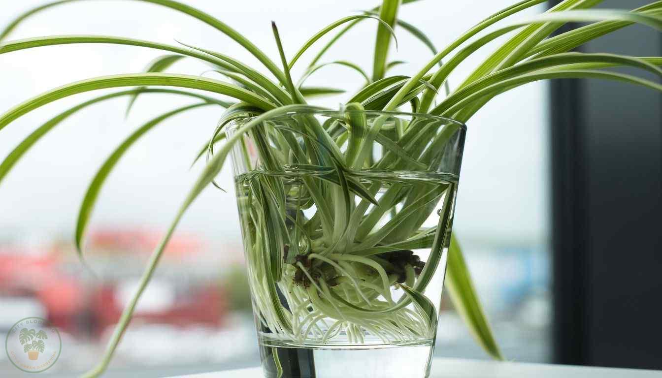 How To Water An Air Plant Correctly: A Simple Guide