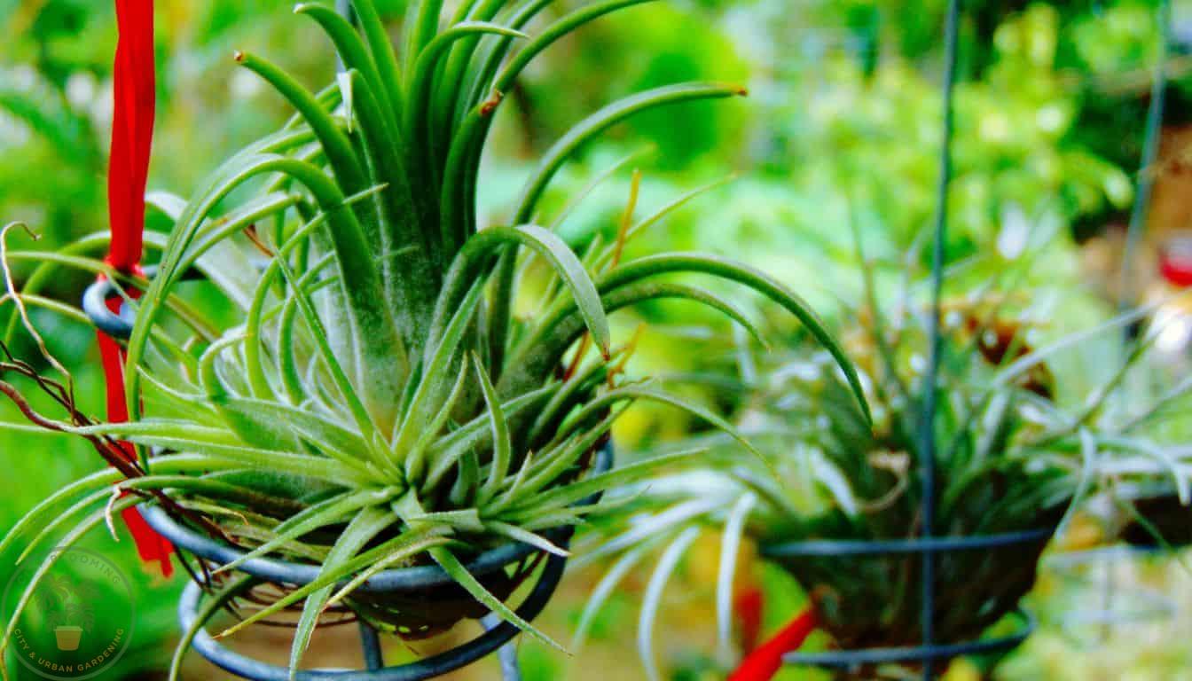How To Water An Air Plant Correctly: A Simple Guide