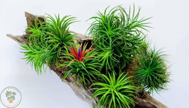 How To Water An Air Plant Correctly: A Simple Guide